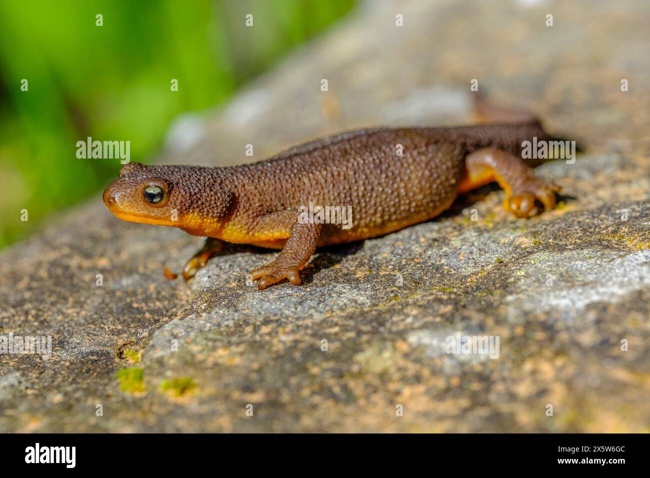 Rough skinned newt hi-res stock photography and images - Alamy