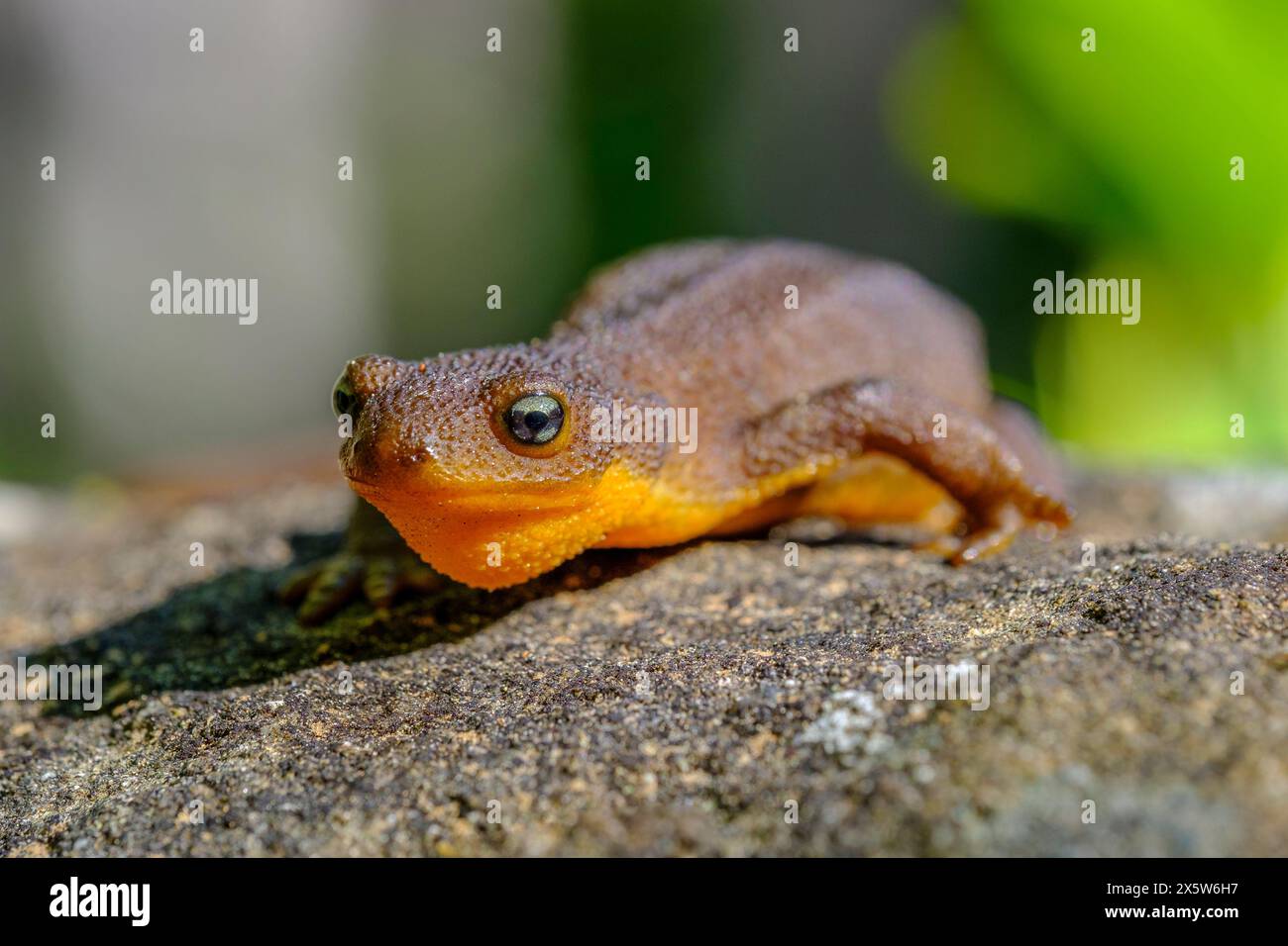 Rough skinned newt hi-res stock photography and images - Alamy
