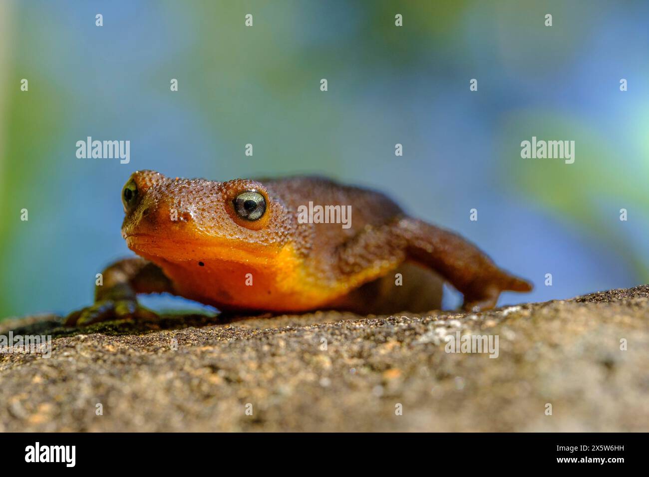 Rough skinned newt hi-res stock photography and images - Alamy