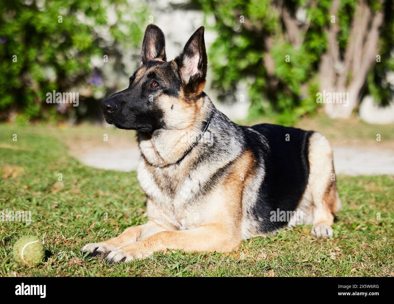 Dog, garden and ball with rescue, foster and German Shepherd pet on ...