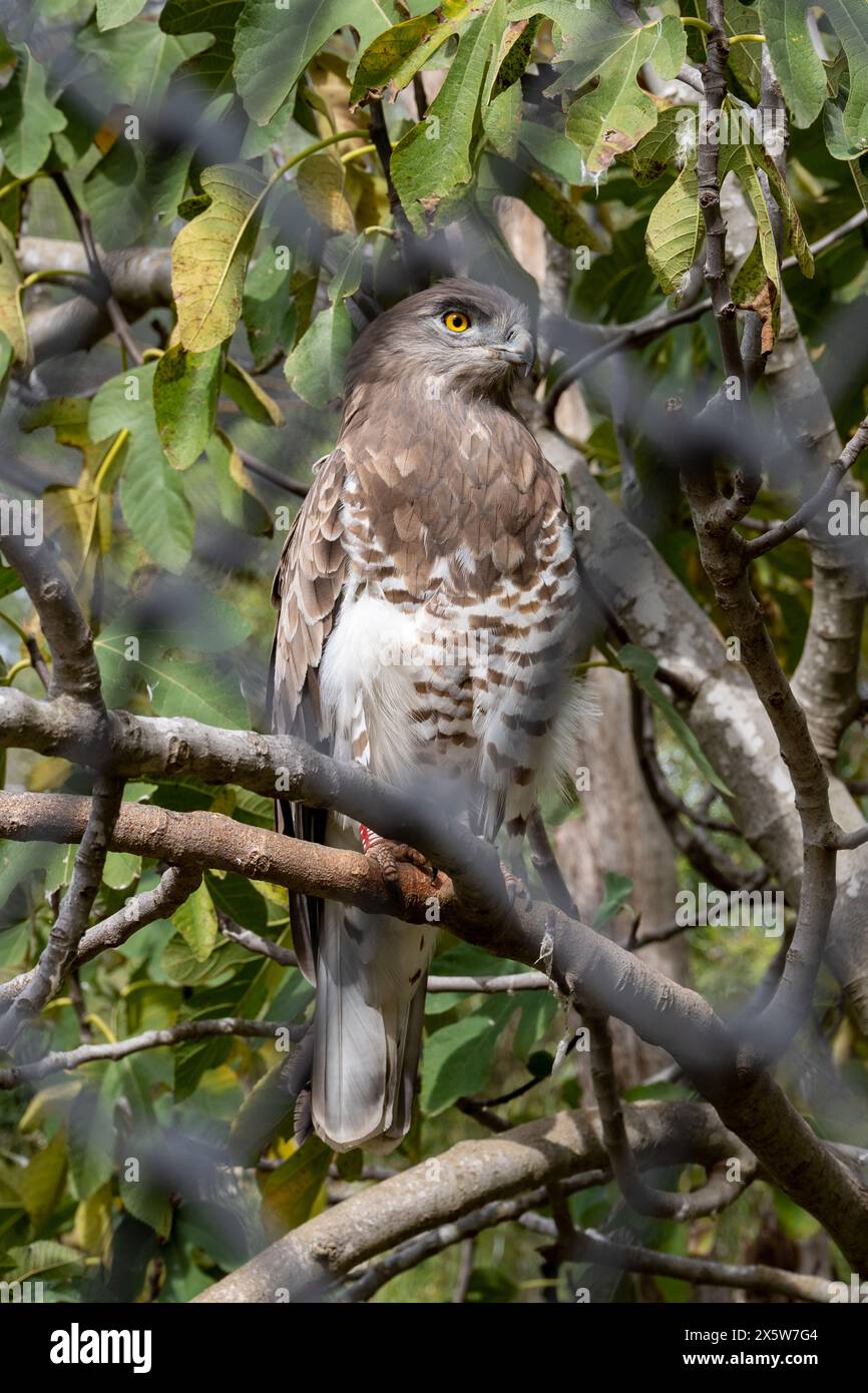 Red-tailed hawk at the Biblical Zoo in Jerusalem in Israel. High ...