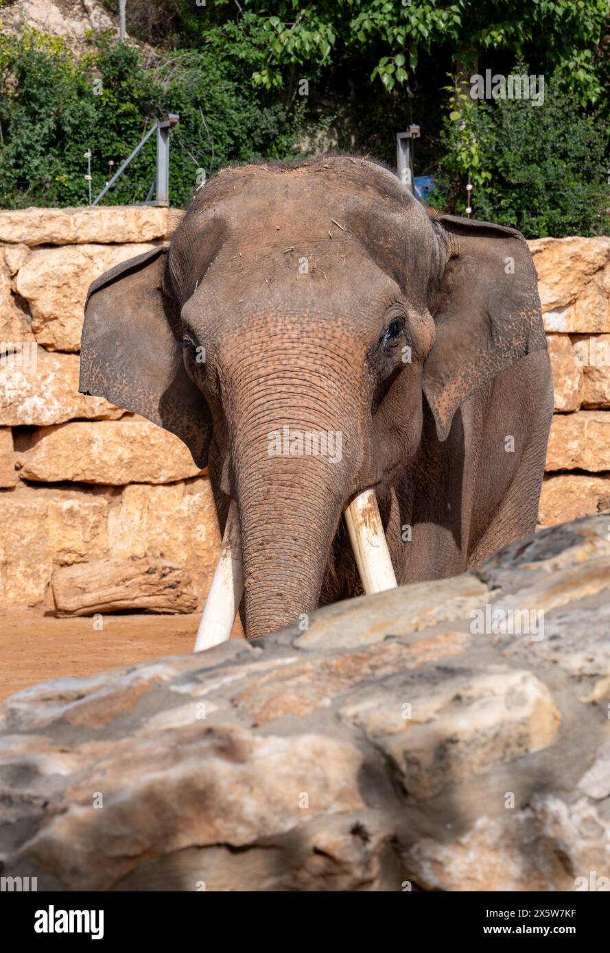 Bible jerusalem biblical zoo hi-res stock photography and images - Alamy
