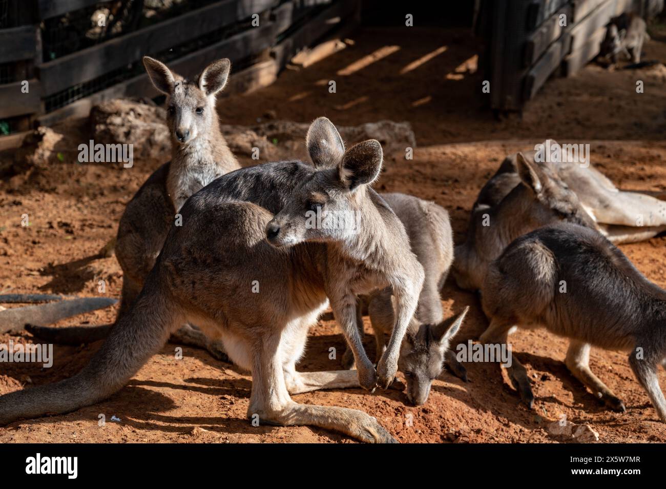 Kangaroos in zoo animals in wild hi-res stock photography and images ...