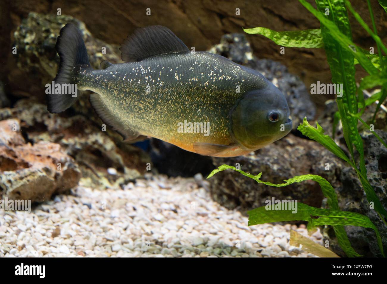 Piranha swimming in an aquarium pool with green algae. High quality ...