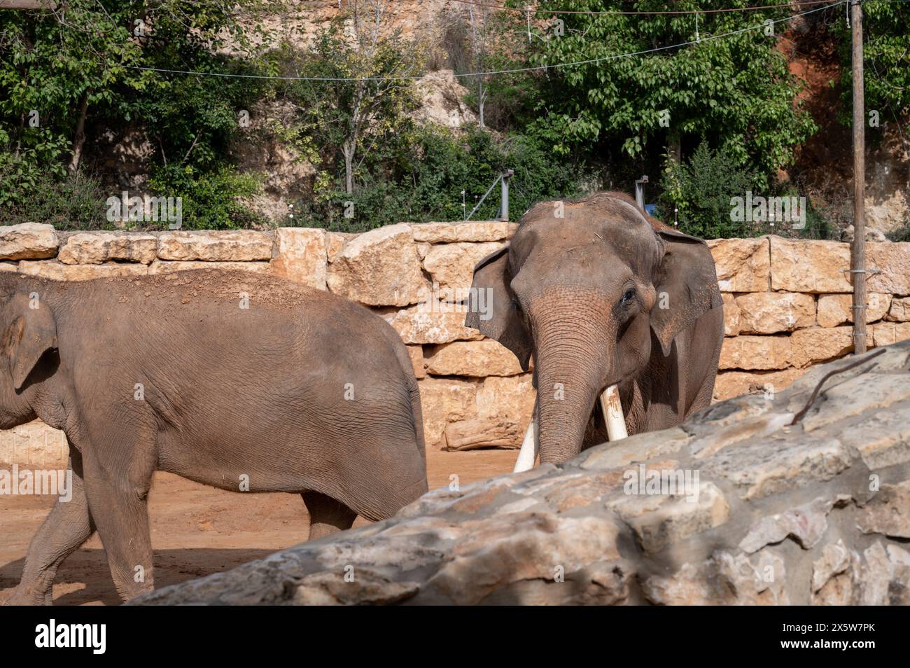 elephants in the biblical zoo in jerusalem. High quality photo Stock ...