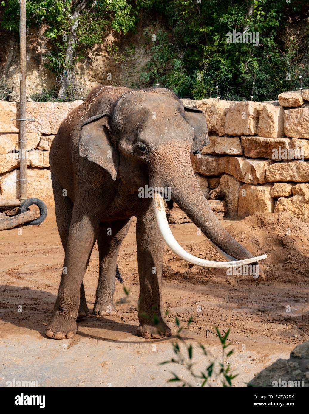 elephants in the biblical zoo in jerusalem. High quality photo Stock ...
