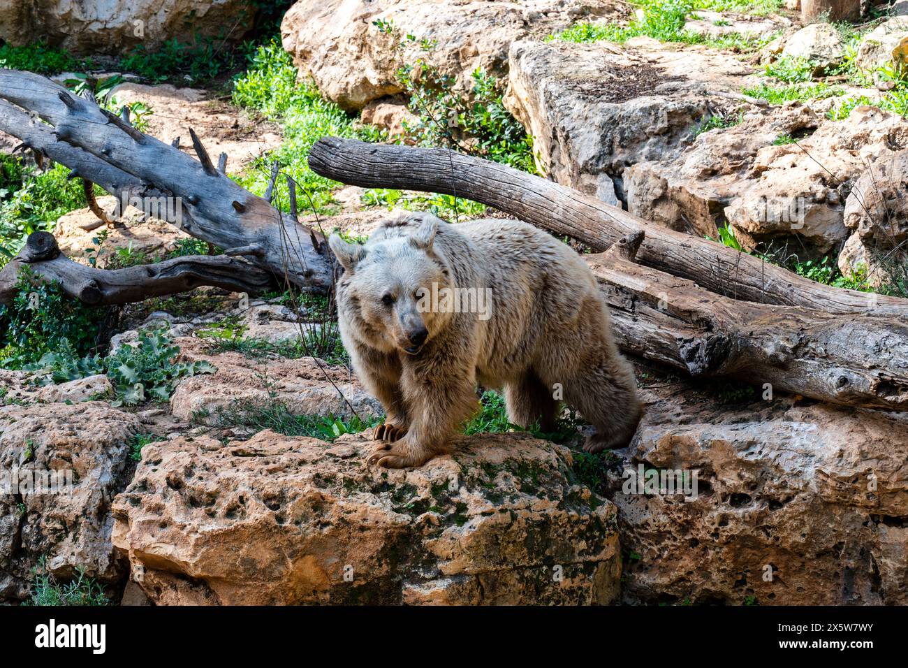 Syrian brown bear walks in The Jerusalem Biblical Zoo in Jerusalem ...