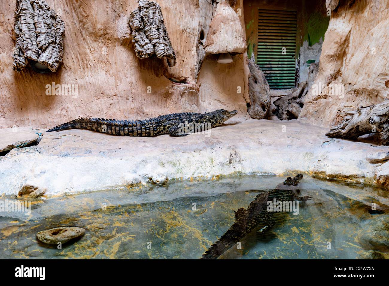 Australian freshwater crocodile at the Jerusalem Biblical Zoo in Israel ...