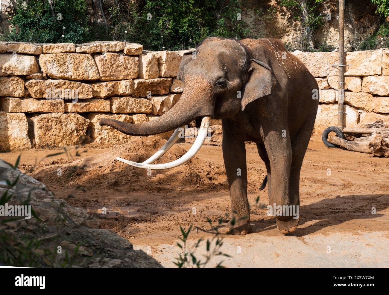 elephants in the biblical zoo in jerusalem. High quality photo Stock ...