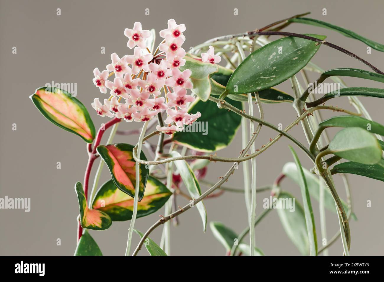 Hoya Carnosa Tricolor Potted Plant in Bloom. Hoya Krimson Princess Pink ...