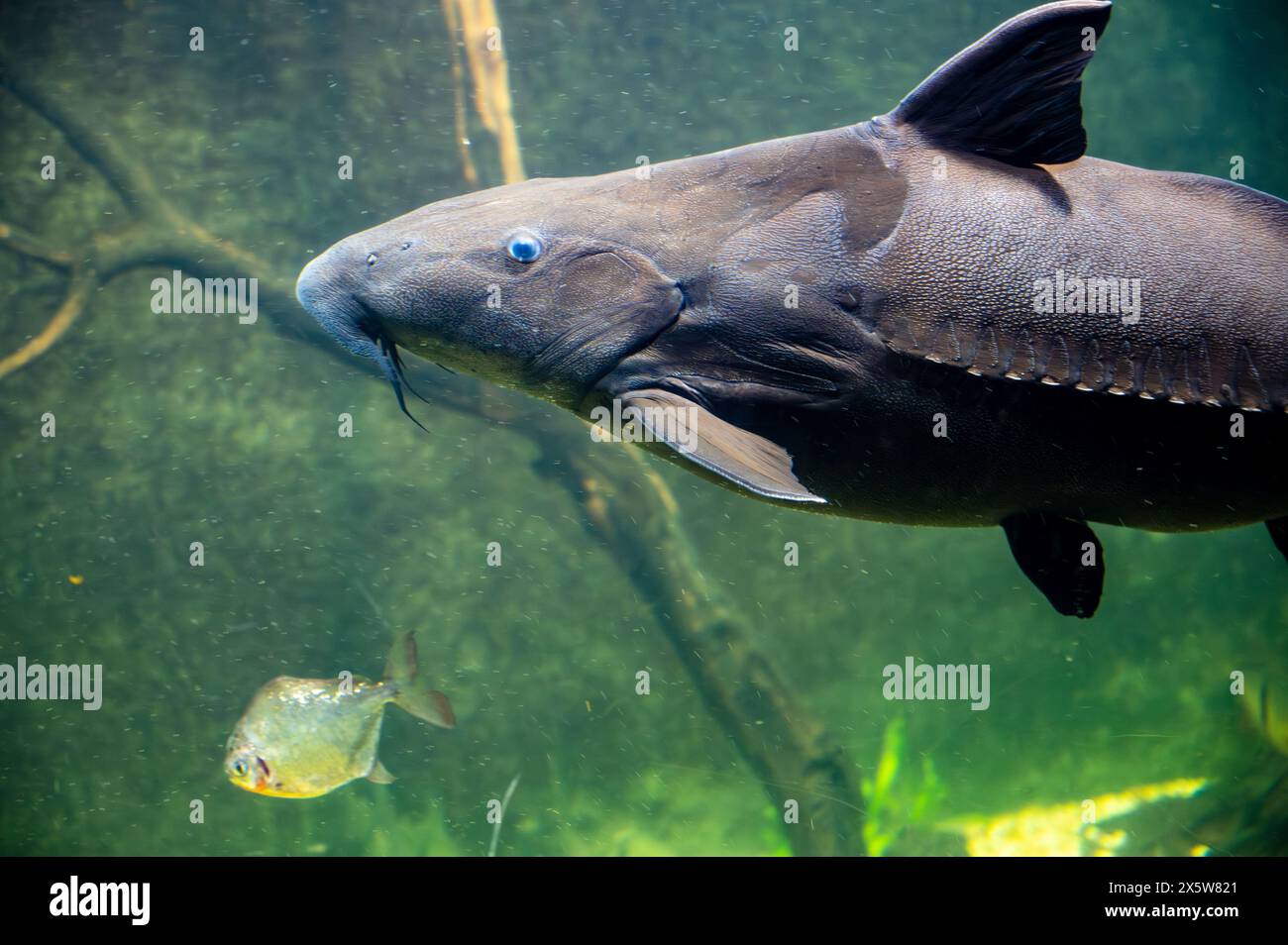 Siberian sturgeon hi-res stock photography and images - Alamy