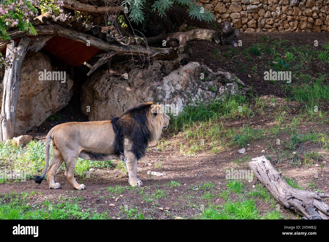 Male lion in the biblical zoo in Jerusalem in Israel. High quality ...