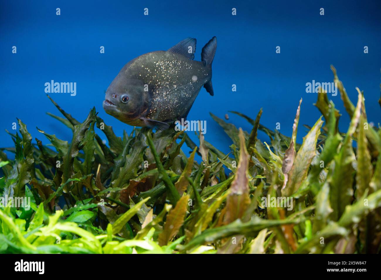 Piranha swimming in an aquarium pool with green algae. High quality ...