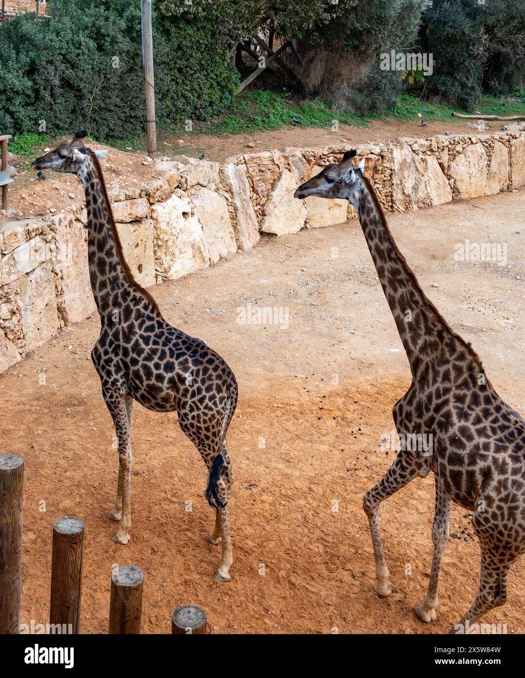 Giraffes in the Biblical Zoo in Jerusalem in an enclosure. High quality ...