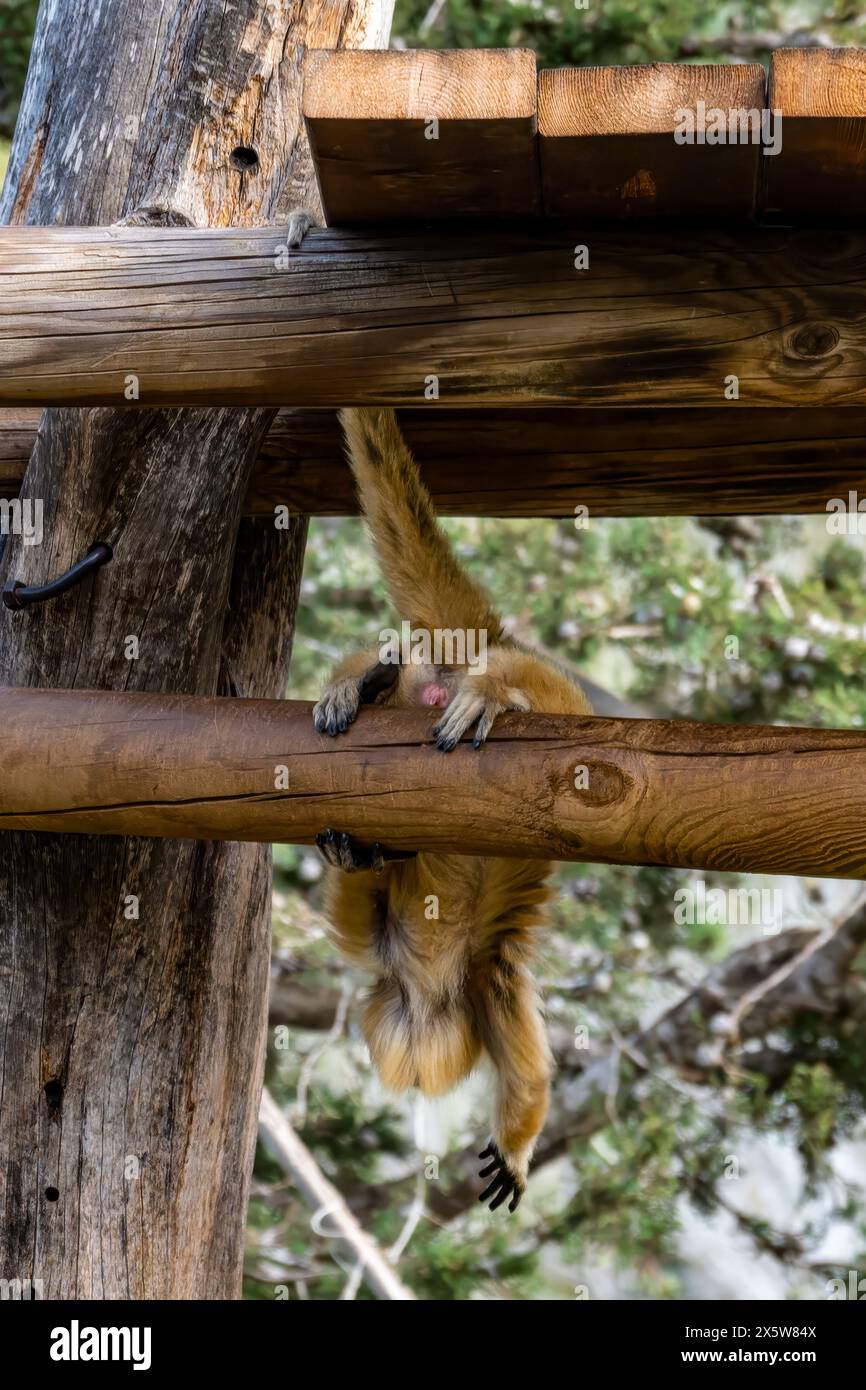 Golden Snub-nosed Monkey at the Jerusalem Biblical Zoo in Israel. High ...