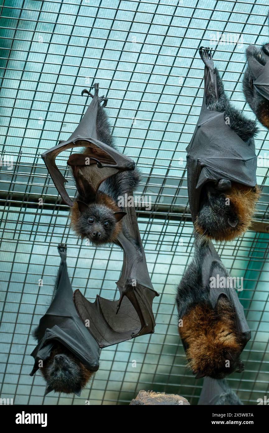 A group of large flying foxes sleep on a net in a zoo. High quality ...