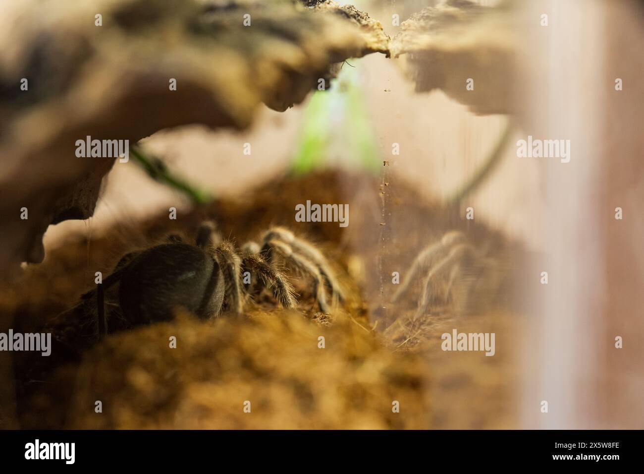 A Juvenile Brachypelma Harmorri or Brachypelma Smithi Tarantula Female ...