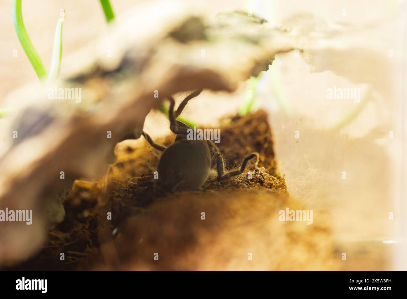 A Juvenile Brachypelma Harmorri or Brachypelma Smithi Tarantula Female ...