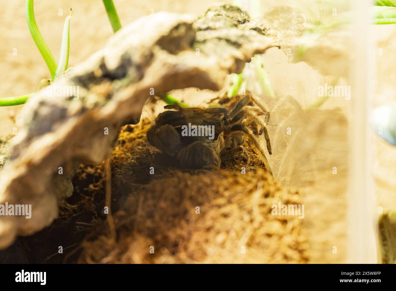 A Juvenile Brachypelma Harmorri or Brachypelma Smithi Tarantula Female ...