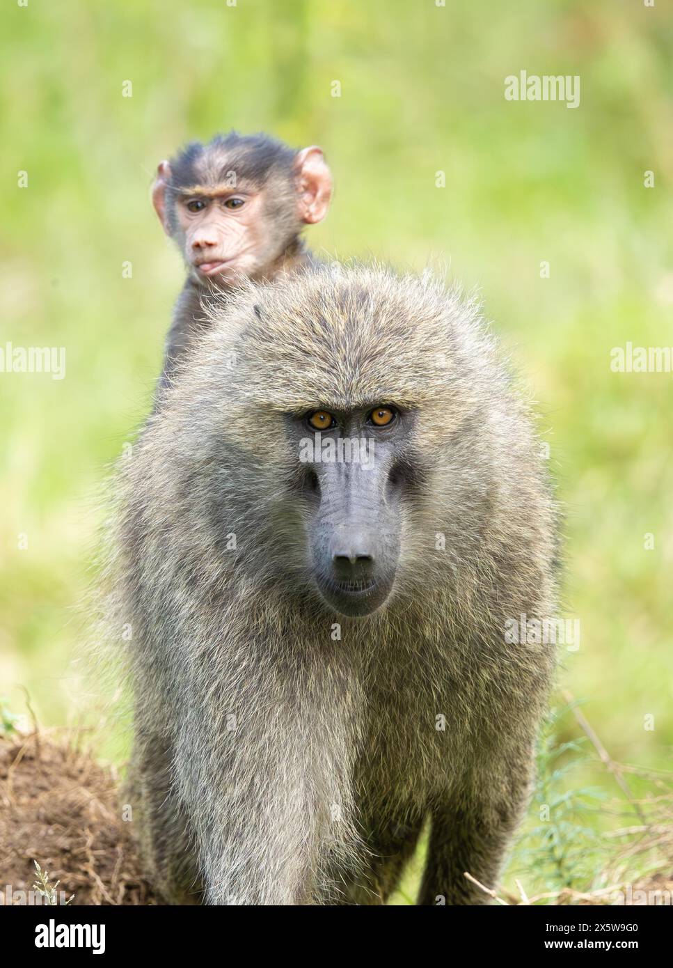 Olive baboon primate monkey hi-res stock photography and images - Alamy