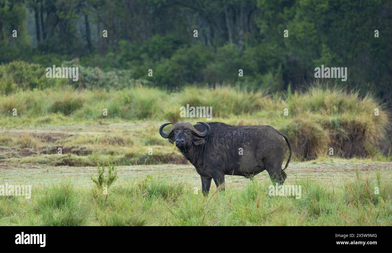 African or Cape Buffalo Stock Photo - Alamy