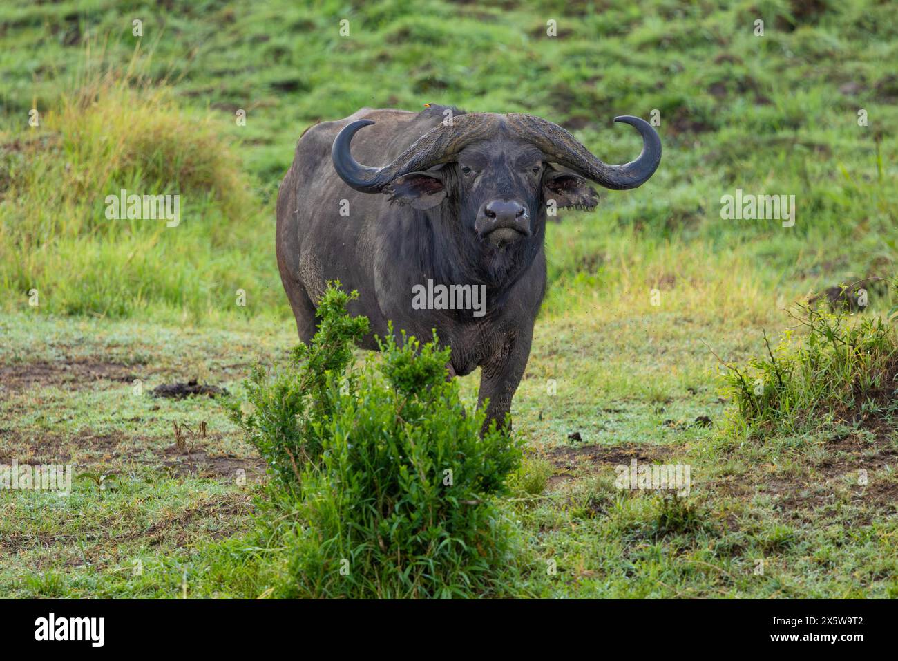 African or Cape Buffalo Stock Photo - Alamy
