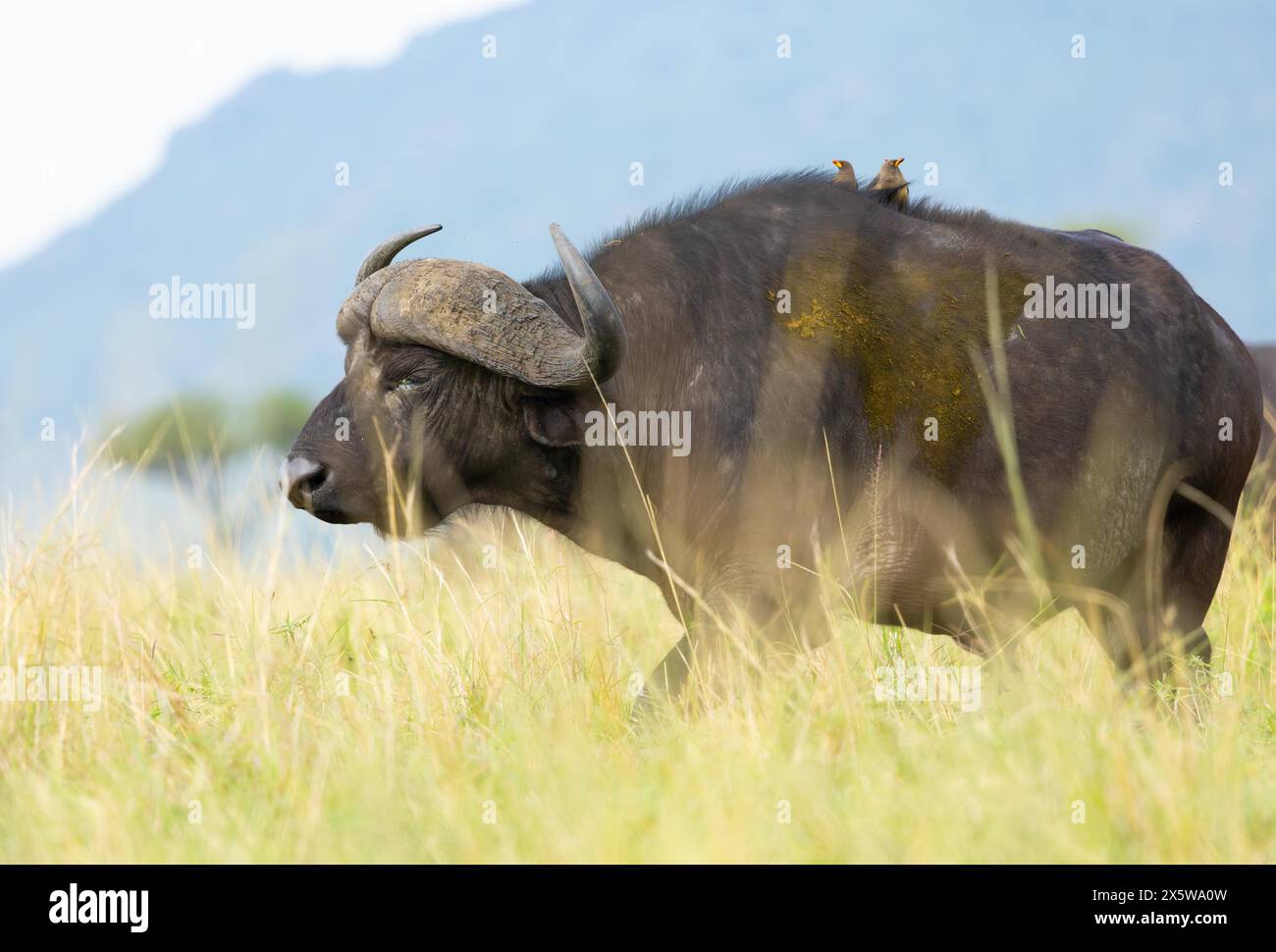 African or Cape Buffalo Stock Photo - Alamy