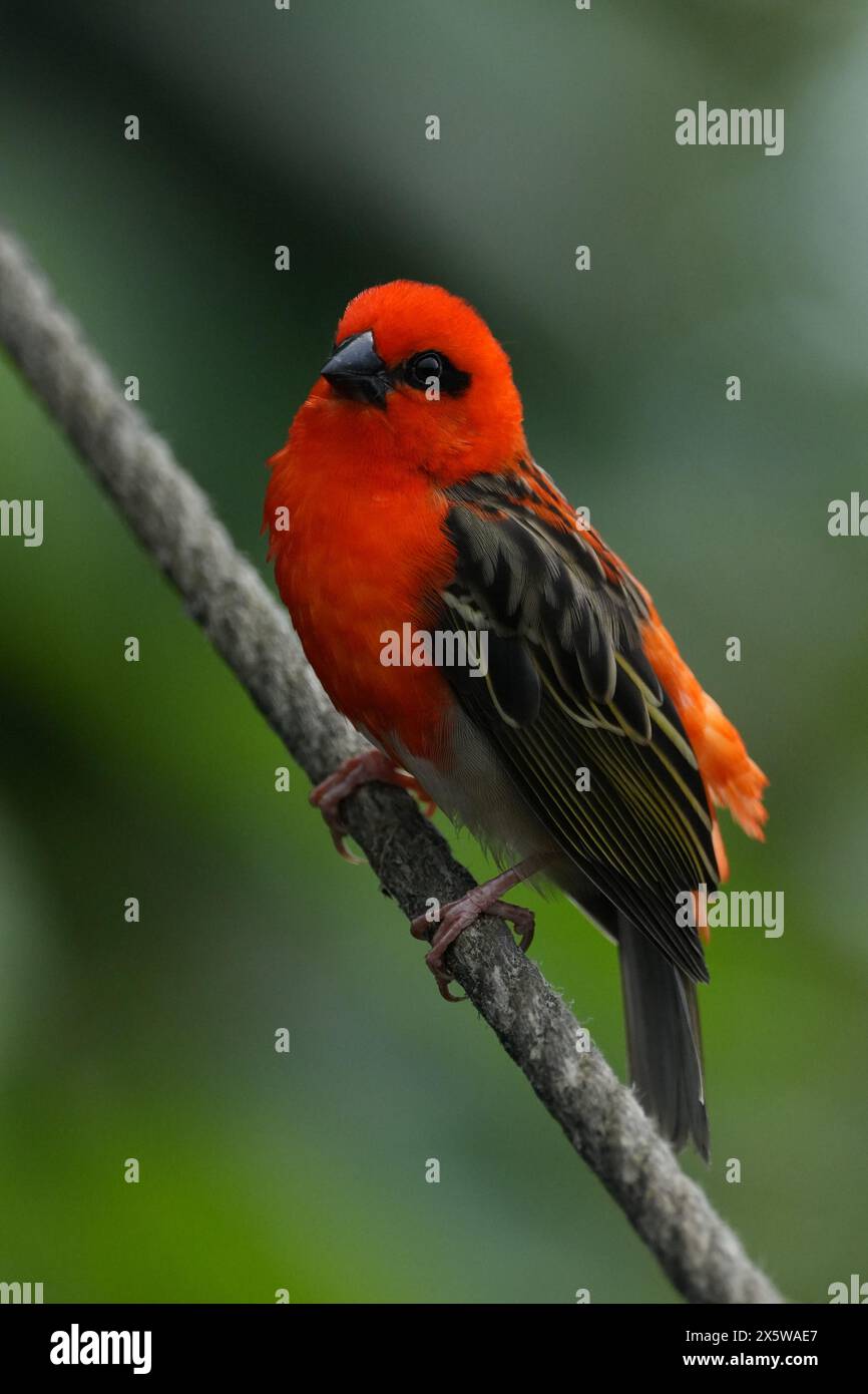 Madagascar red fody (Foudia madagascariensis) sitting on rope Stock ...