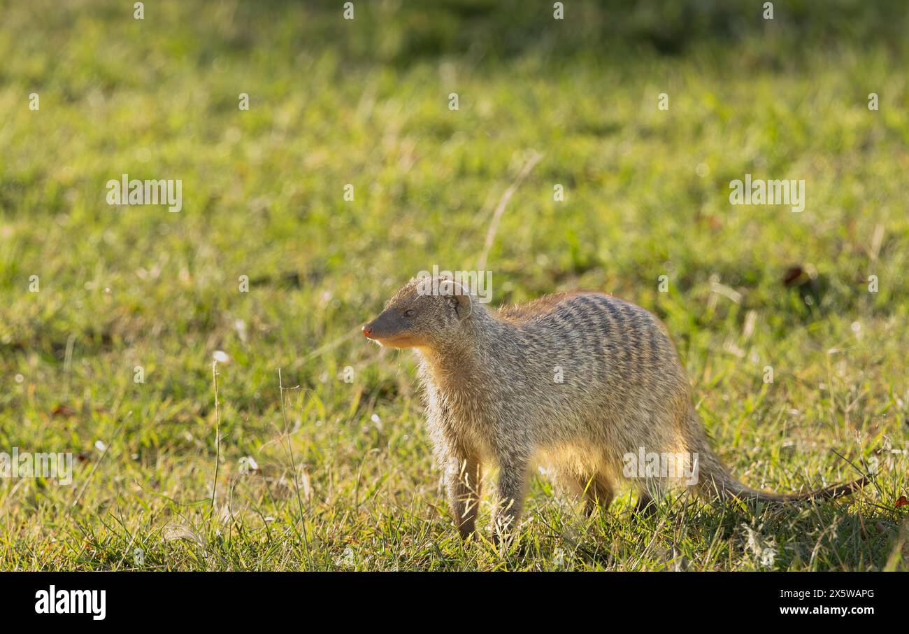 Mongoose snake hi-res stock photography and images - Alamy