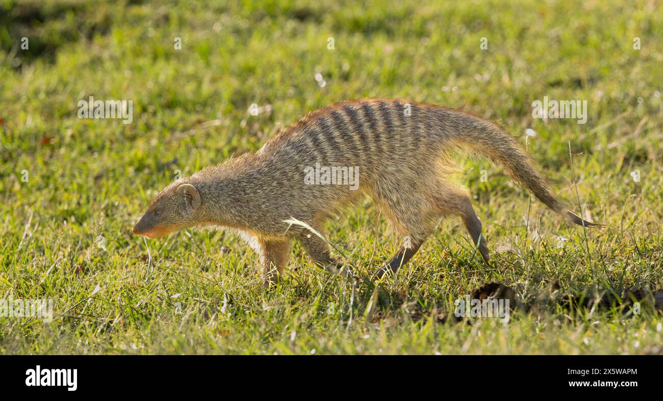 Mongoose snake hi-res stock photography and images - Alamy