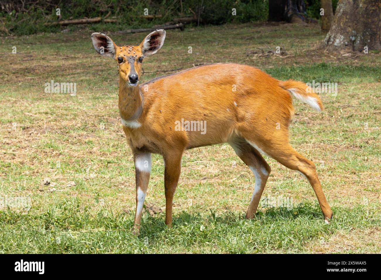 Cape Bush Buck Stock Photo - Alamy