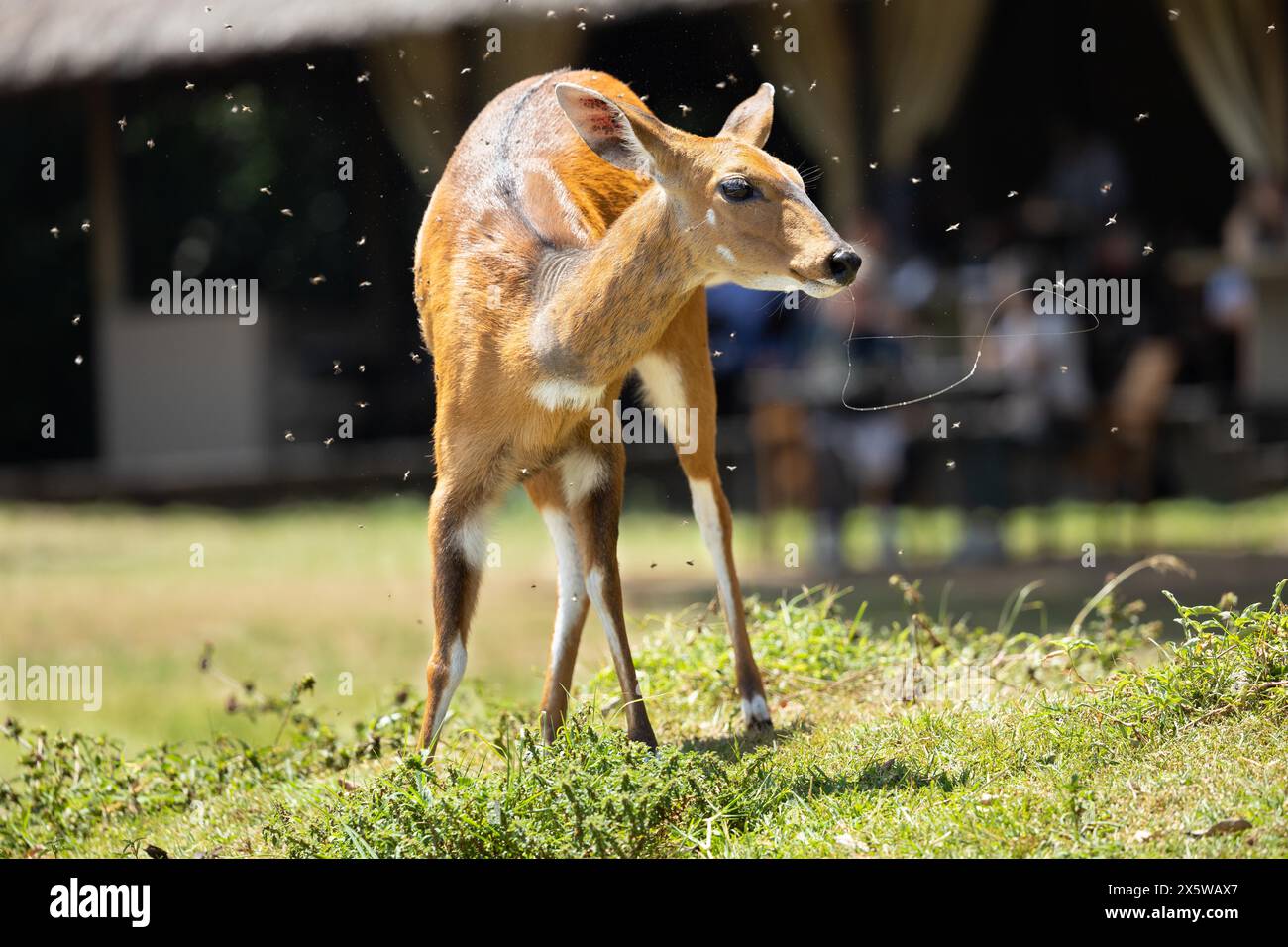 Bush buck hi-res stock photography and images - Alamy