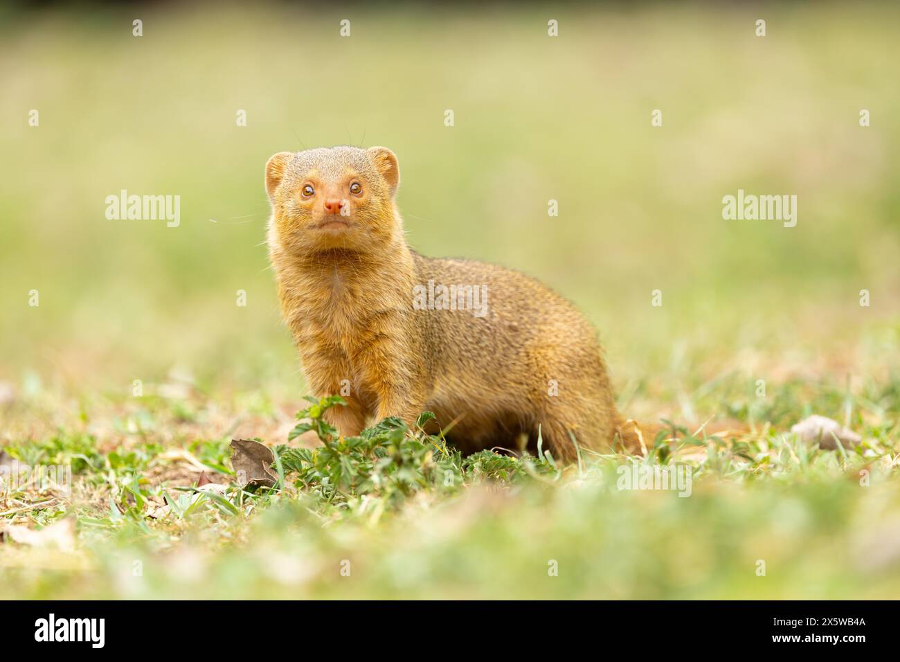 Wild black tipped mongoose hi-res stock photography and images - Alamy