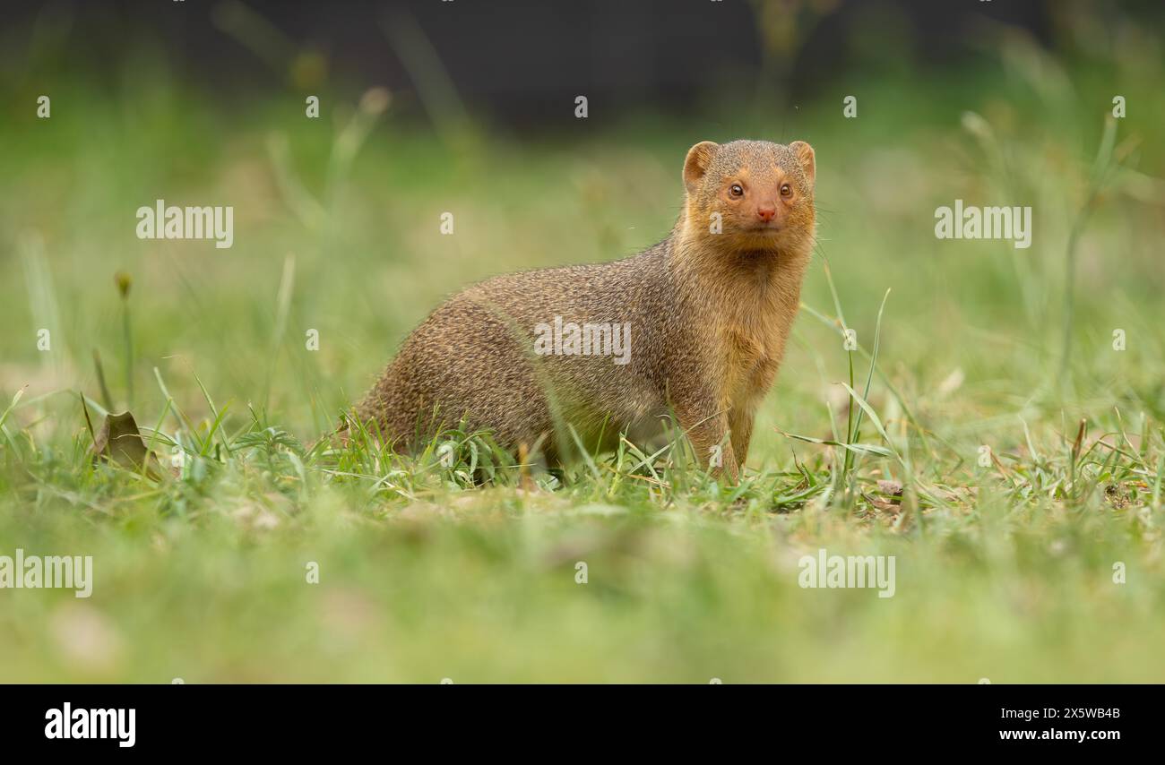 Common Slender Mongoose Stock Photo - Alamy