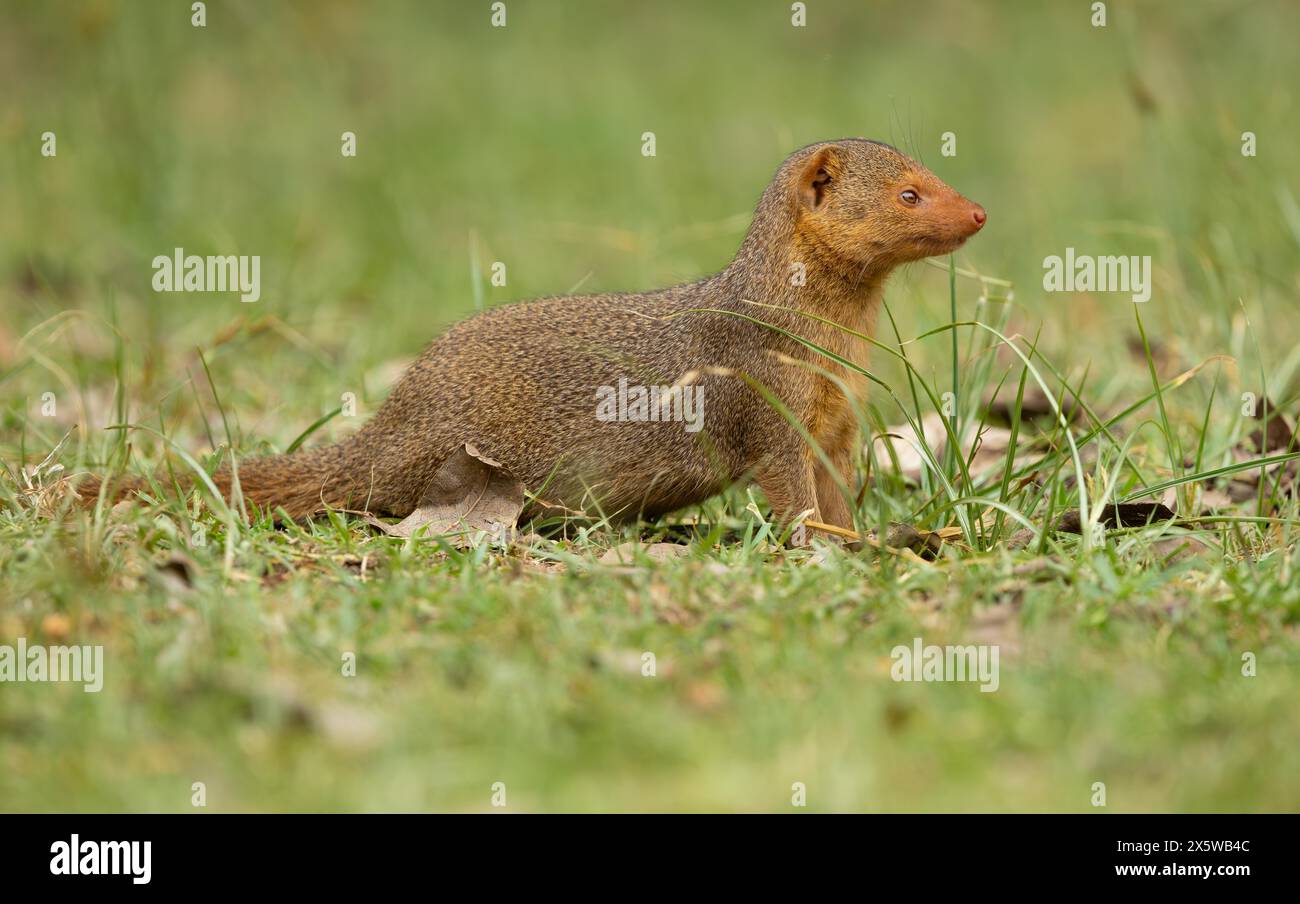 East african mangoose hi-res stock photography and images - Alamy