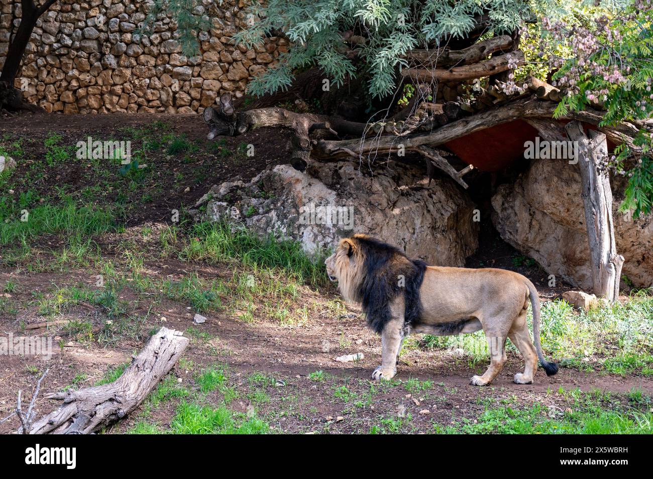 Male lion in the biblical zoo in Jerusalem in Israel. High quality ...