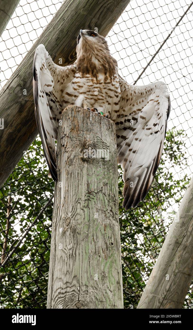 Red-tailed hawk at the Biblical Zoo in Jerusalem in Israel. High ...