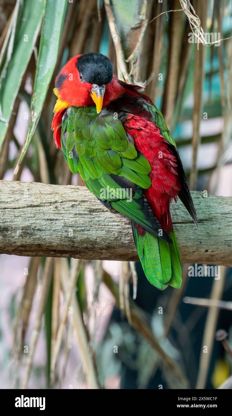 Multicolor lorikeet parrot at the Biblical Zoo in Jerusalem in Israel ...
