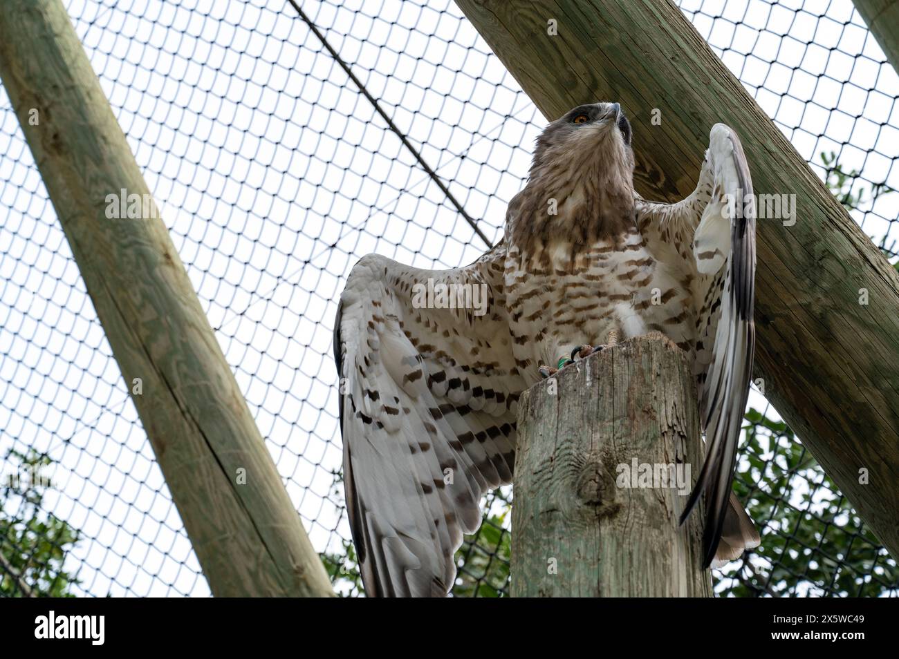 Red tailed hawk portrait detail hi-res stock photography and images - Alamy