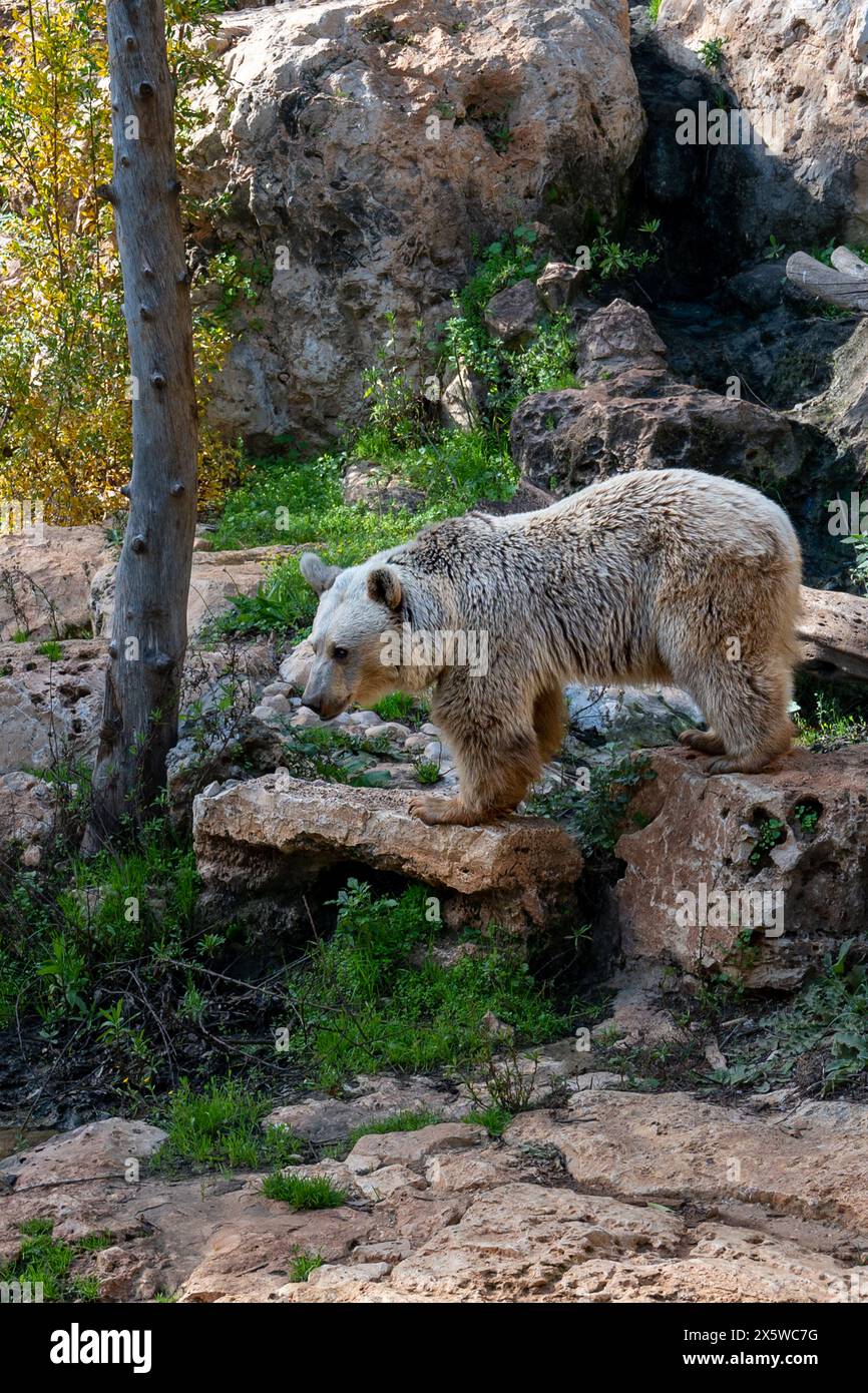 Syrian brown bear walks in The Jerusalem Biblical Zoo in Jerusalem ...