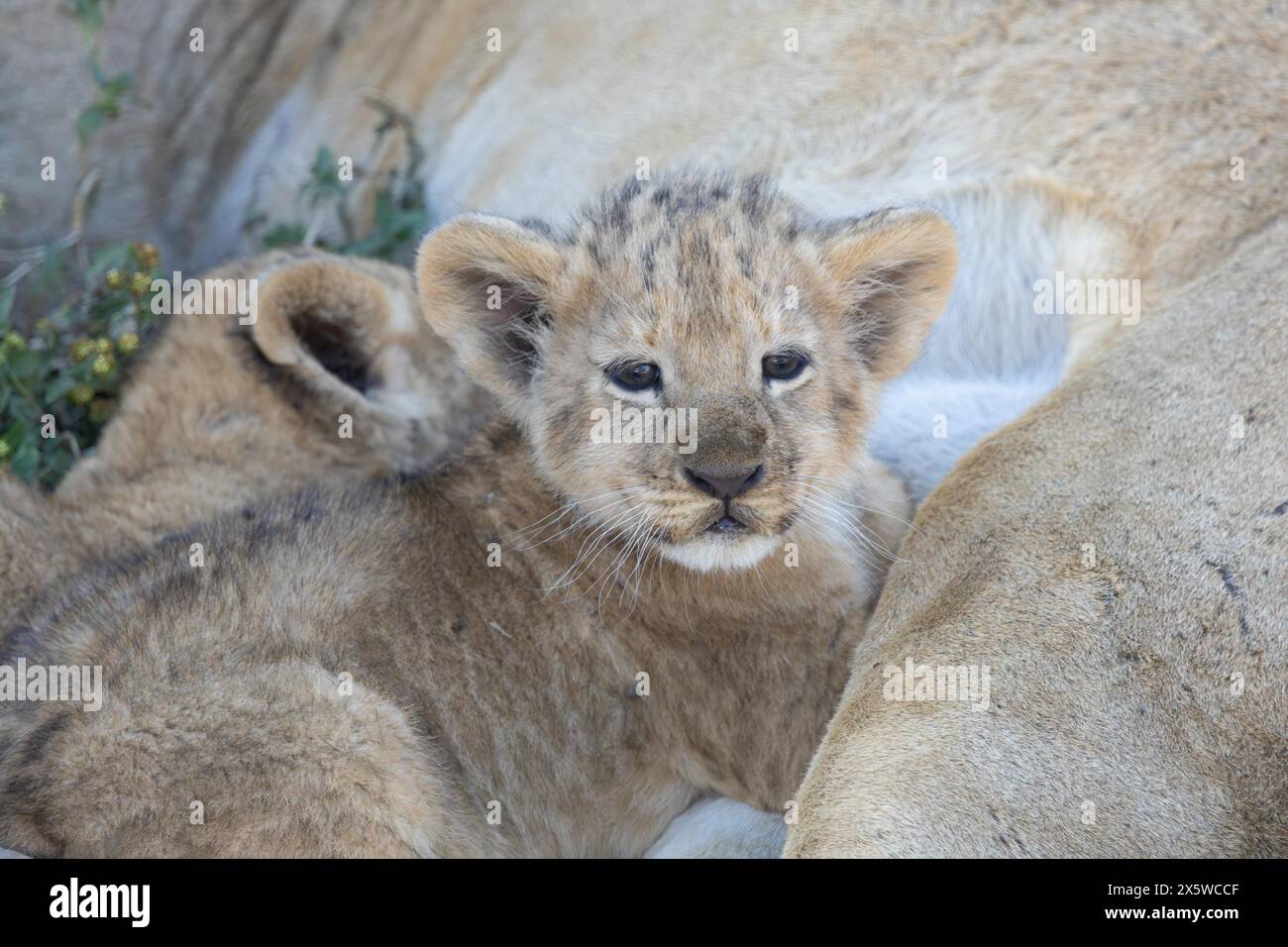 Ngoro ngoro wildlife hi-res stock photography and images - Alamy