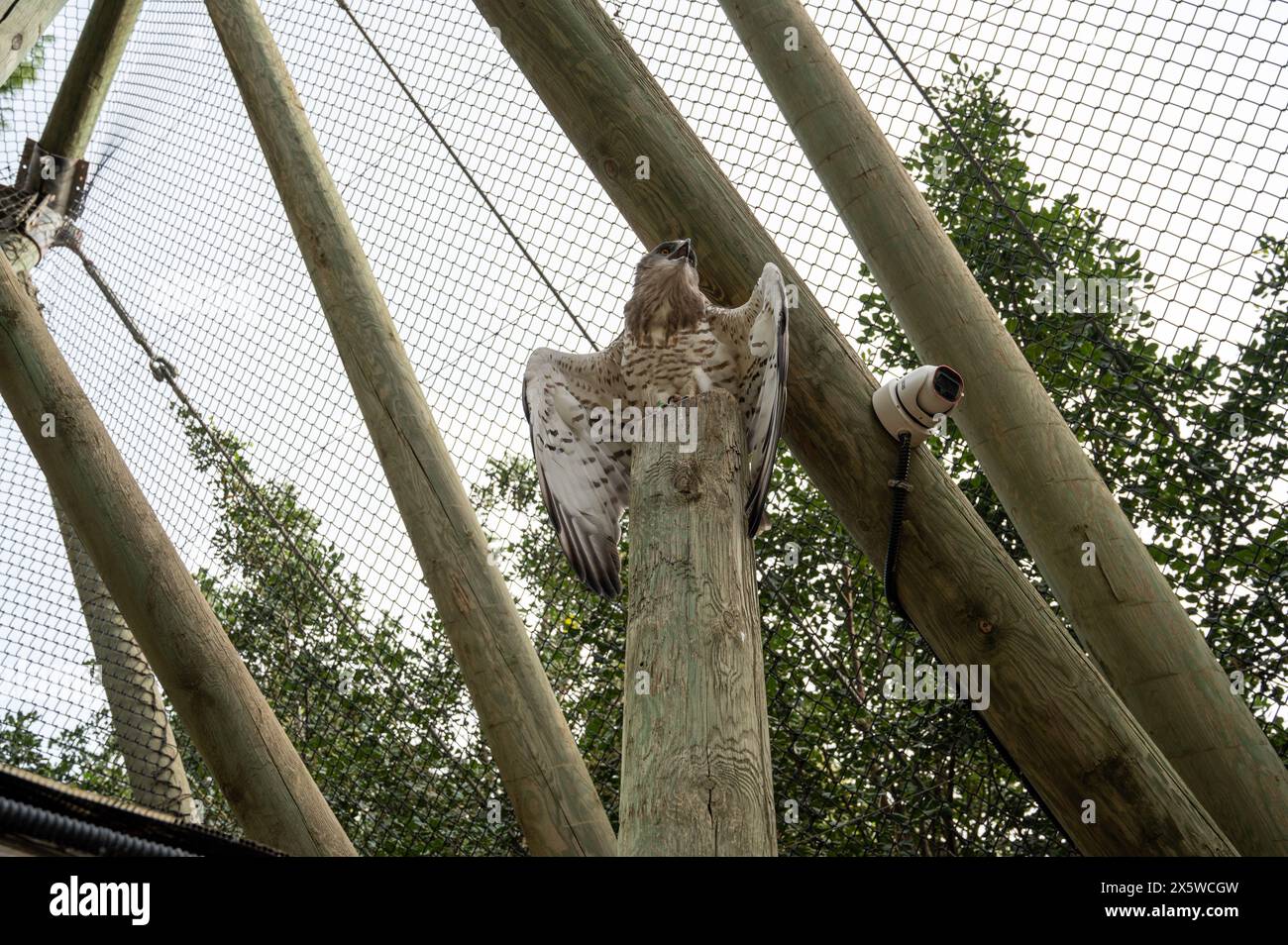Red-tailed hawk at the Biblical Zoo in Jerusalem in Israel. High ...