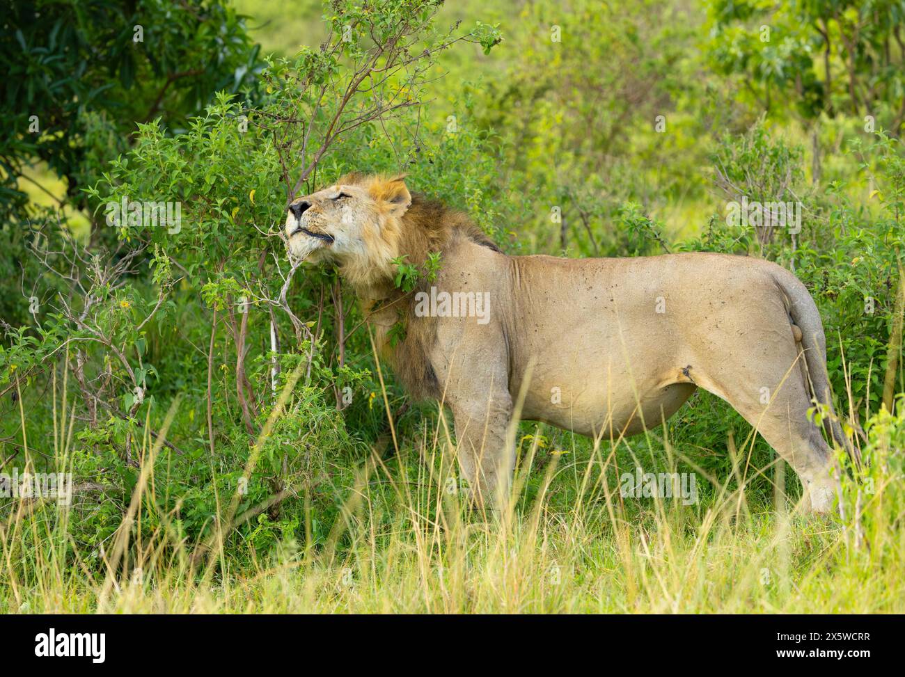 African lion apex predator hi-res stock photography and images - Alamy
