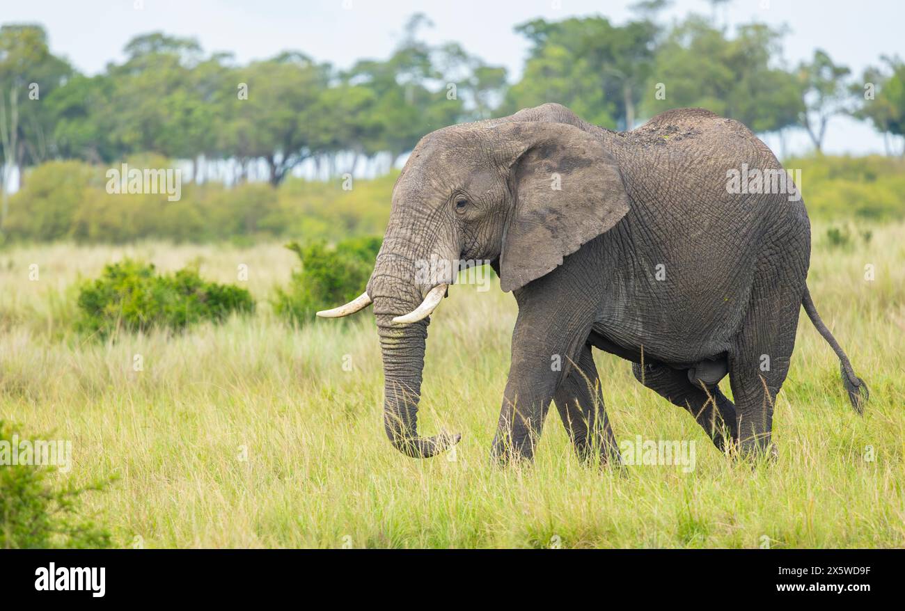 African Savanna or Bush Elephant Stock Photo - Alamy