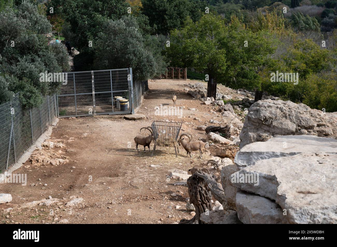 Mountain goats at the Biblical Zoo in Jerusalem in Israel. High quality ...