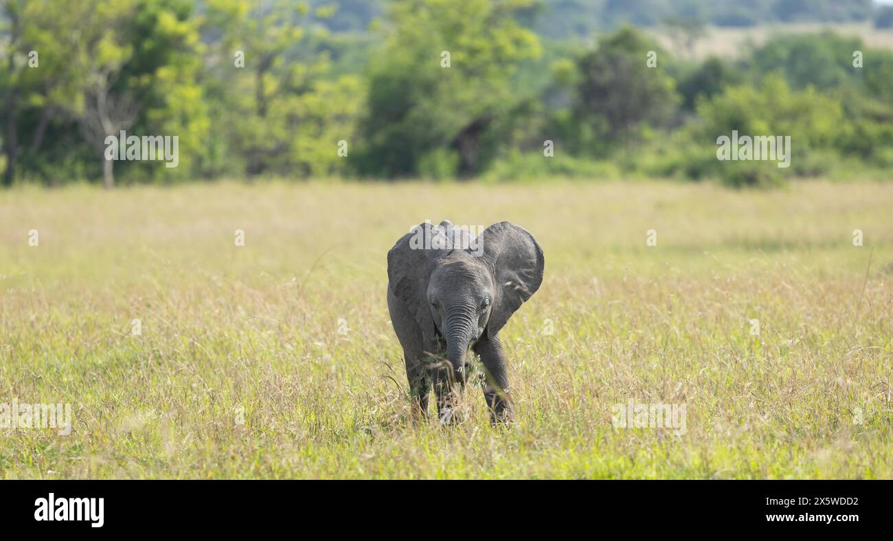 African Savanna or Bush Elephant Stock Photo - Alamy