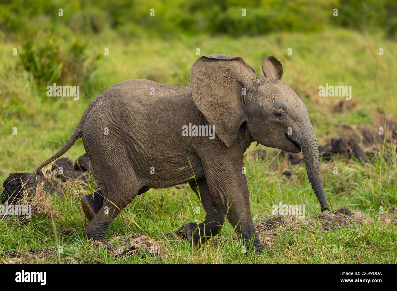 African Savanna or Bush Elephant Stock Photo - Alamy