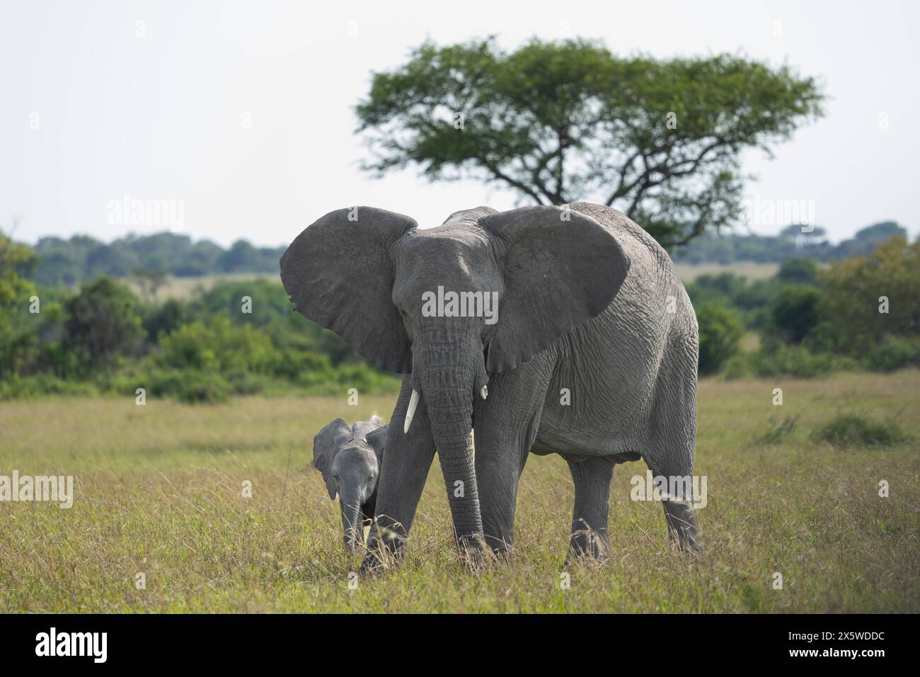 African Savanna or Bush Elephant Stock Photo - Alamy