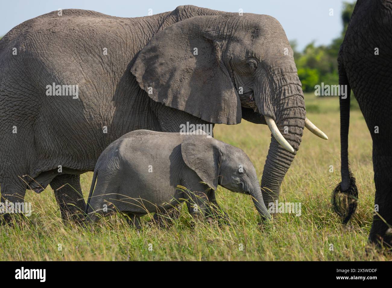 African Savanna or Bush Elephant Stock Photo - Alamy