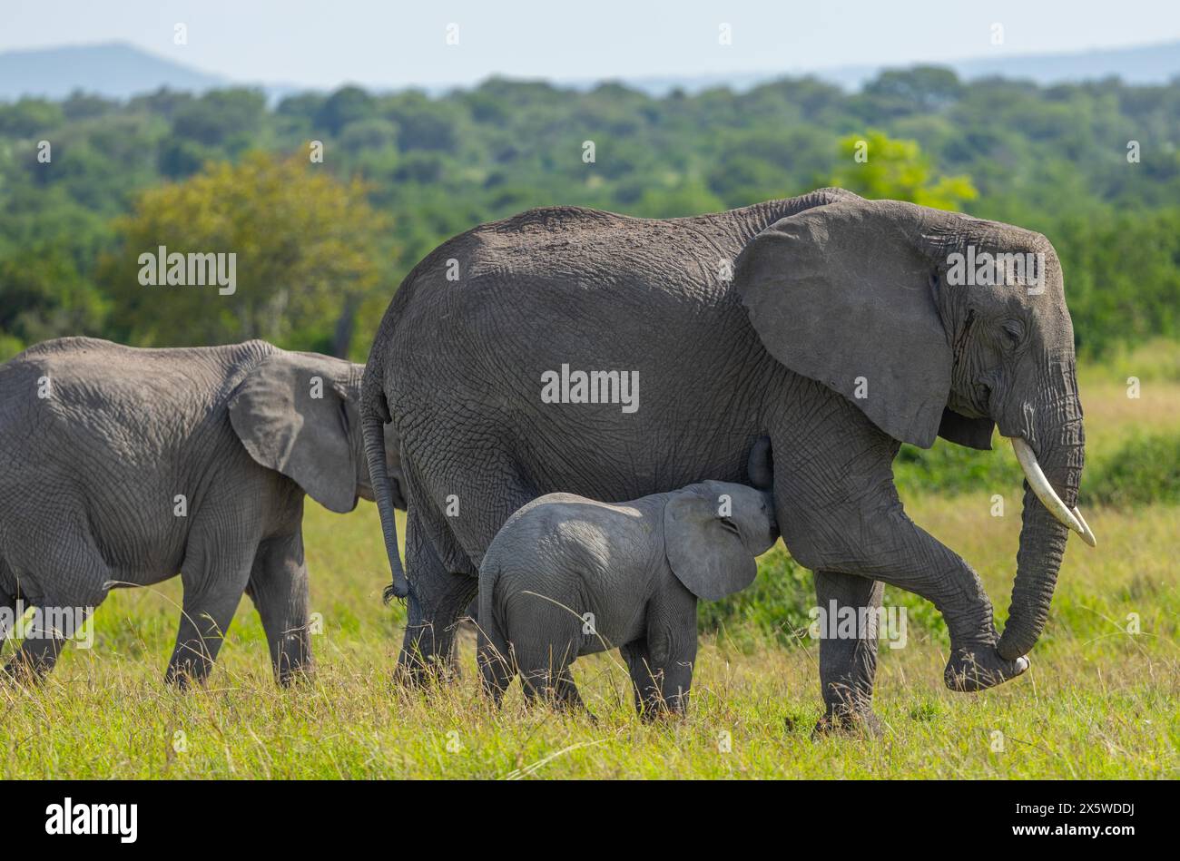 African Savanna or Bush Elephant Stock Photo - Alamy